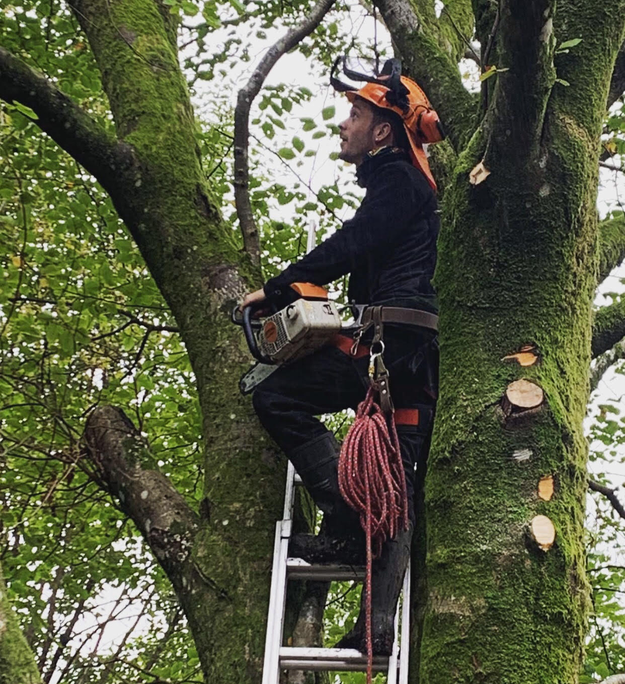 Trefelling - Lambach Maskin AS